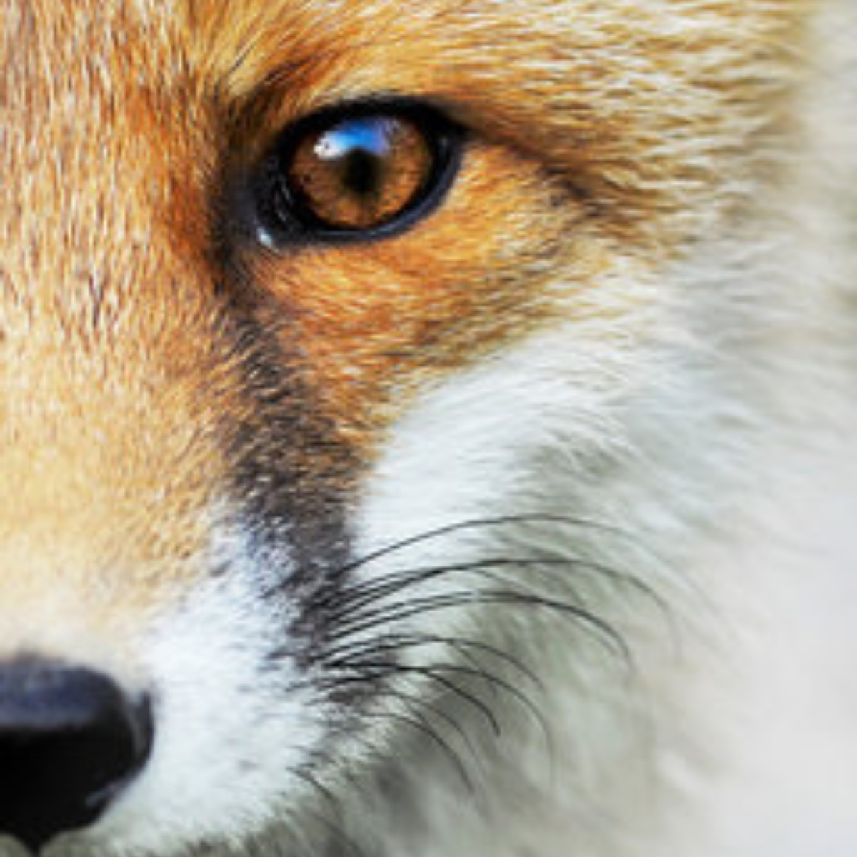 Fox Eye Gossamer® Lash Bundle - DIY Fox Eye Lash Extensions – Lashify