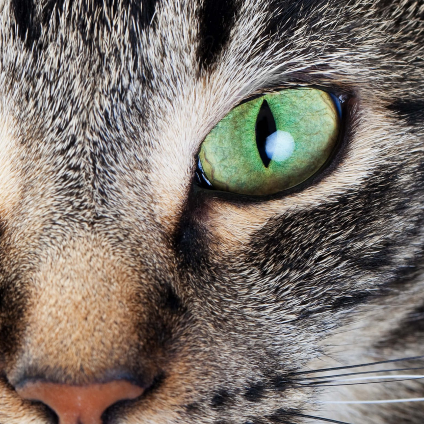 Cat Eye Gossamer® Lash Bundle - DIY Cat Eye Lash Extensions – Lashify