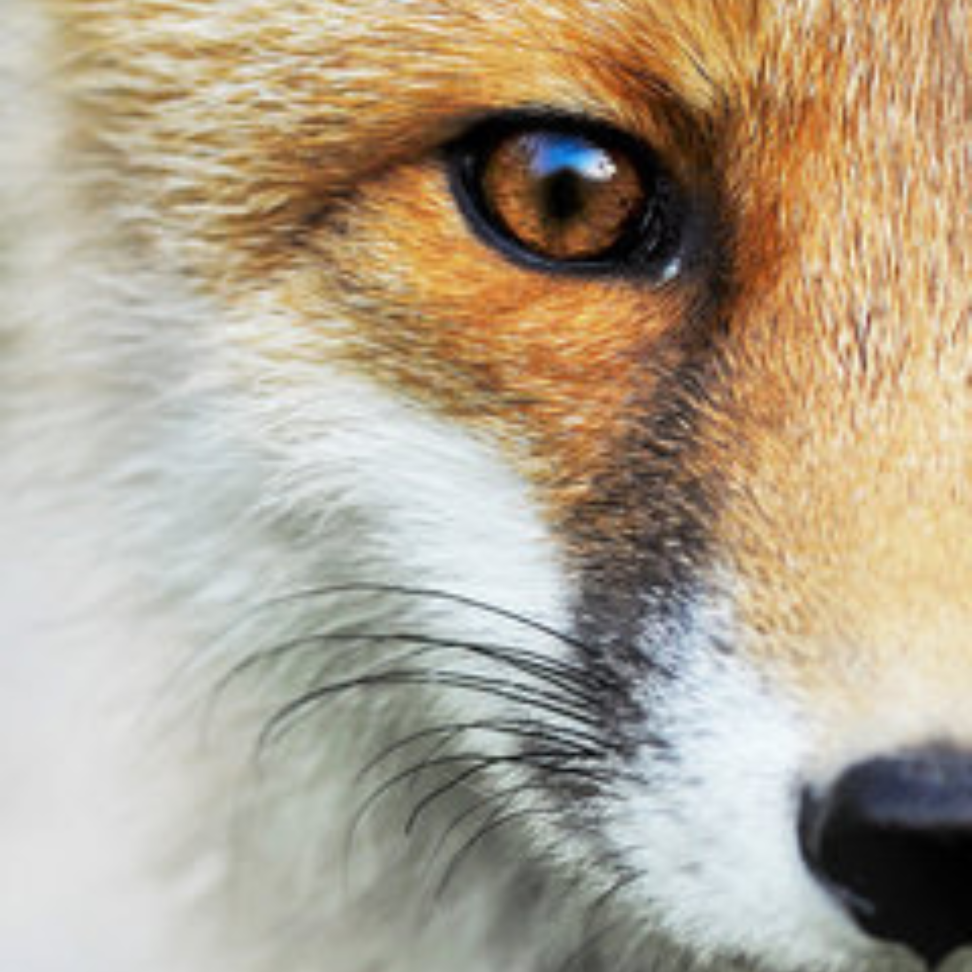 Fox Eye Gossamer® Lash Bundle - DIY Fox Eye Lash Extensions